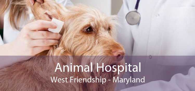 Animal Hospital West Friendship - Small, Affordable, And Emergency ...