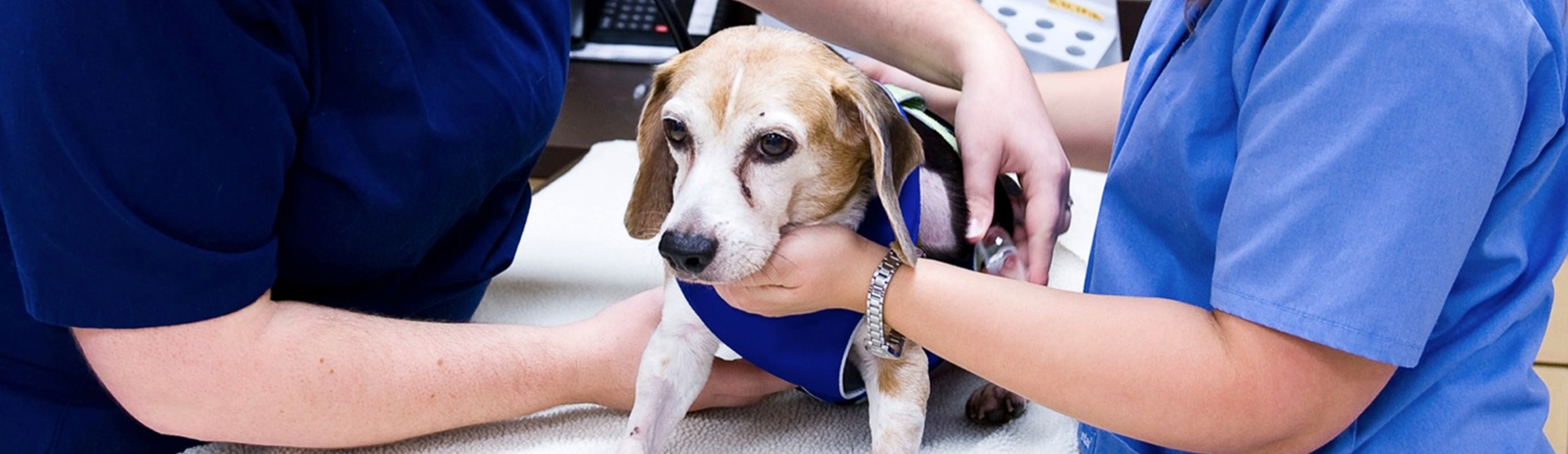 Emergency Vet Great Falls - 24 Hour Emergency Vet Near Me